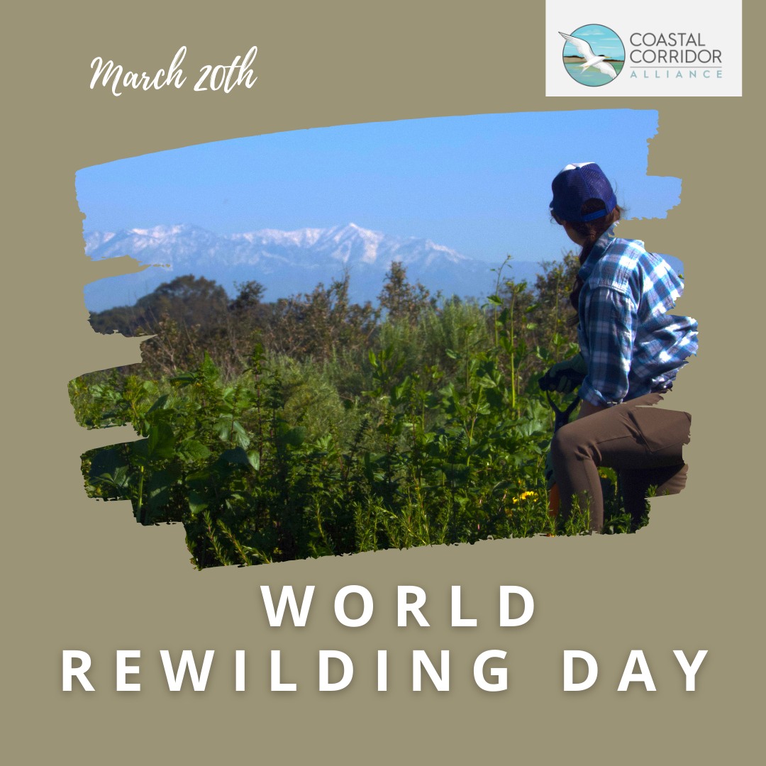 World Rewilding Day - Coastal Corridor Alliance