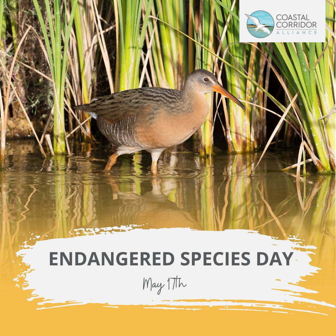 Endangered Species Day - Coastal Corridor Alliance